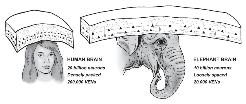 Brain density of humans vs elephants vs chimpanzees image | SwipeFile