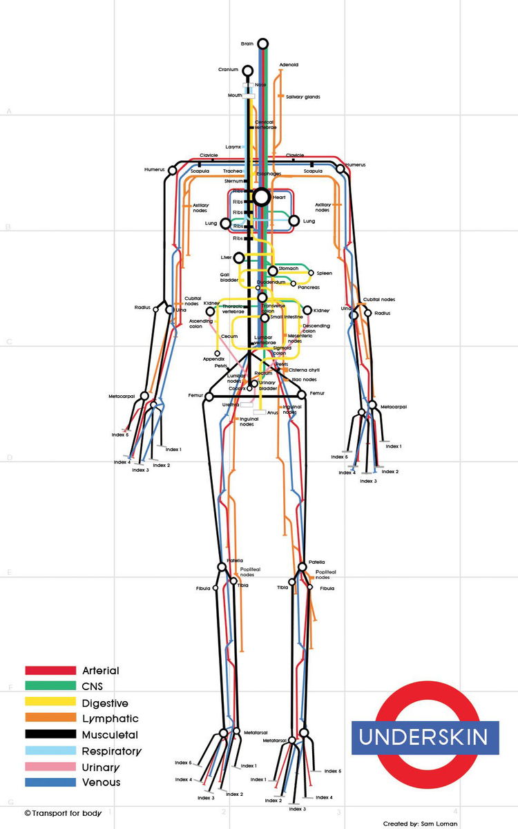 Human anatomy in form of subway map | SwipeFile