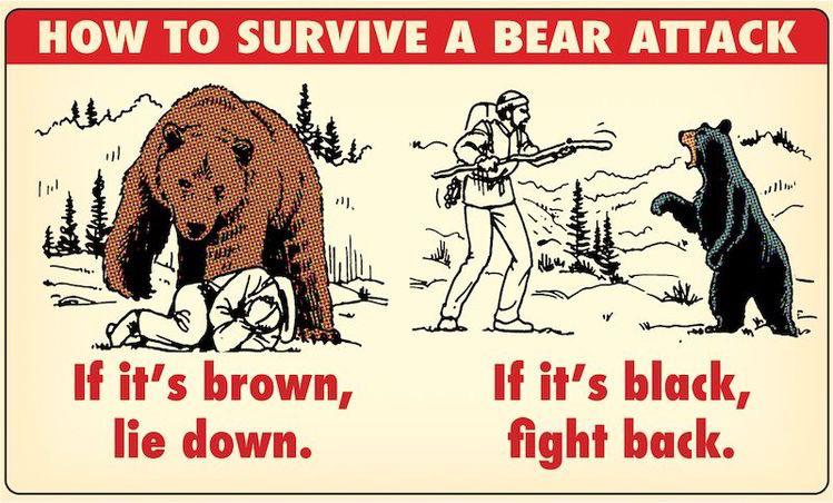 How To Survive A Bear Attack Graphic | Swipefile