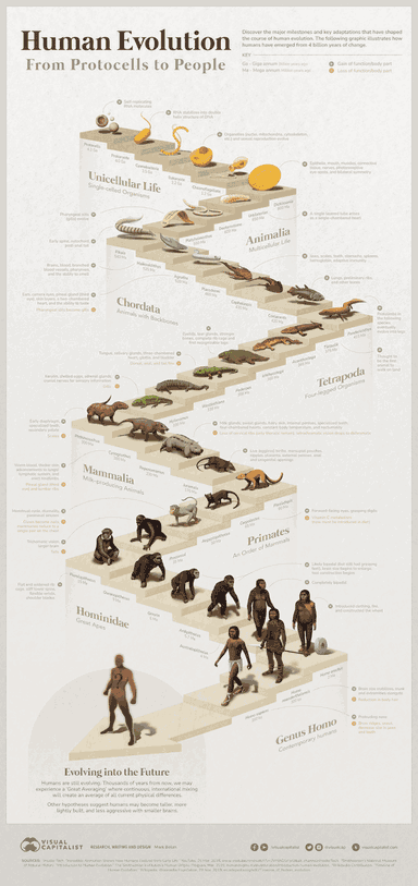Human Evolution Visual | SwipeFile